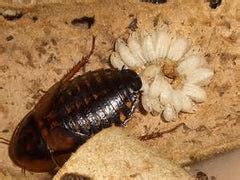 Sexing Dubia Roaches And Development Life Cycle Mr Pet Supplies