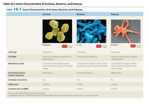 Ppt Lesson 4 Classification Of Microorganisms Powerpoint