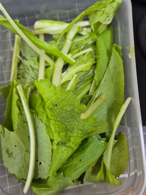 무슨 채소인지 알수있을까요 지식in