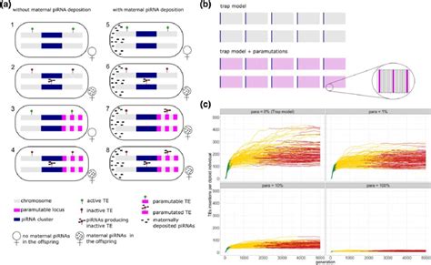 An Overview Of Our Simulations A Overview Of Model Assumptions And Download Scientific