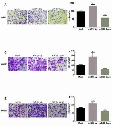 Mir 93 Promotes Nsclc Cell Migration In Vitro Cell Migration Was