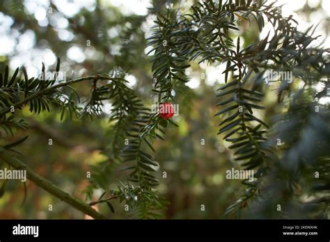 Tree Of Taxus Brevifolia Canadian Yew With Orange Berry In The Garden