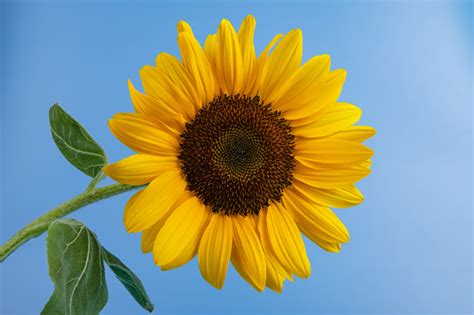 파란색에 밝은 노란색 해바라기 해바라기는 우크라이나의 상징입니다 텍스트의 공간을 복사합니다 0명에 대한 스톡 사진 및 기타 이미지 Istock