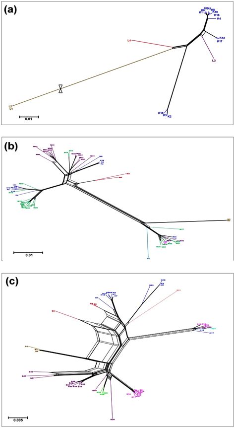 a a splitstree network of 17 full length tswv rna l segments b a