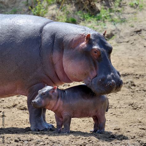 Barby Hippopotamus Hippopotamus Amphibius