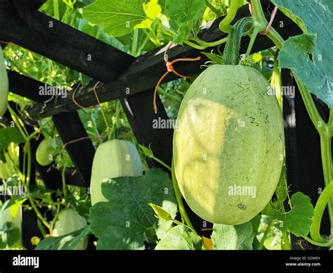 Spaghetti Squash On The Vine Photos