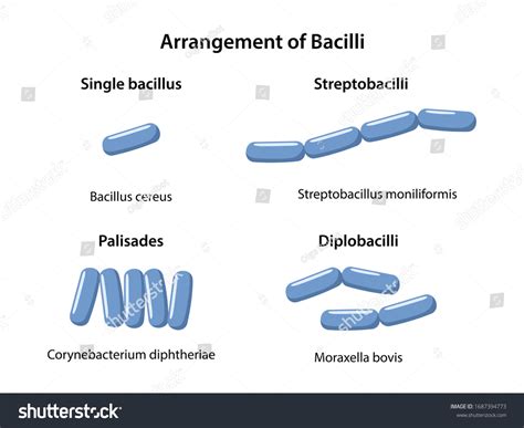 Prokaryotes Etp Eprepare