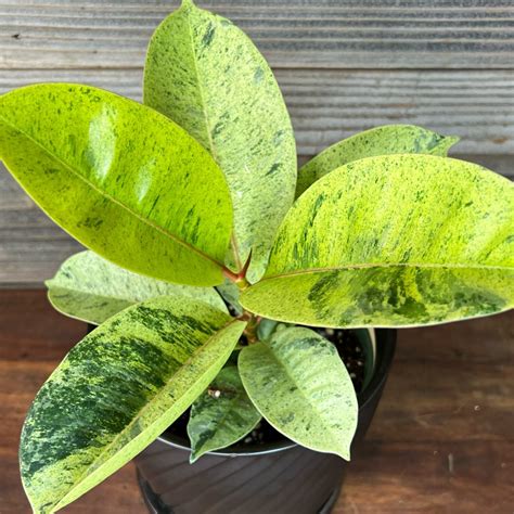 Ficus Elastica Shivereana Moonshine 6 Pot Plant Hawaii