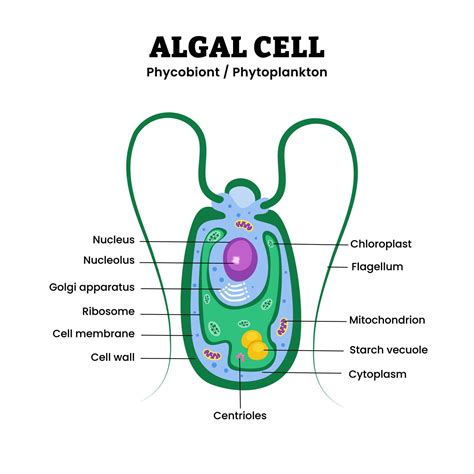 Algal Cell Structure Anatomy Diagram Infographic Phycobiont Or
