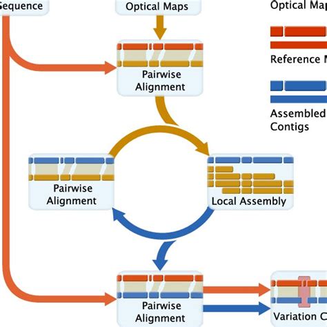 Summary Of Structural Variants Discerned By Optical Mapping Download Table