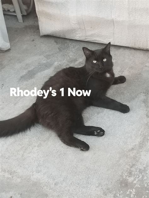 My 3rd Cat Had A Birthday Rcats