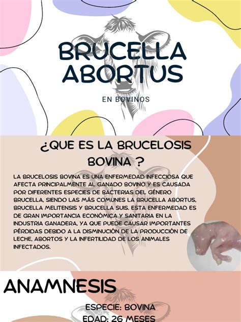 Brucella Abortus 1 Pdf Inmunología Microbiología