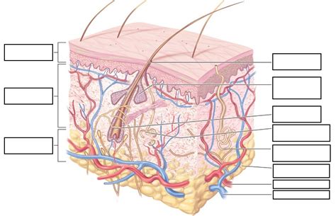Labeling Integumentary System Diagram Quizlet