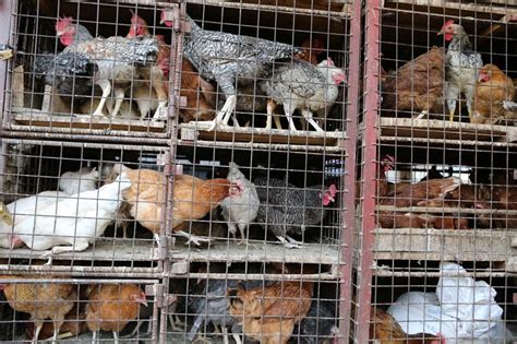 Fresh Outbreak Of Bird Flu Detected In Bangladesh 2268 Chickens Culled