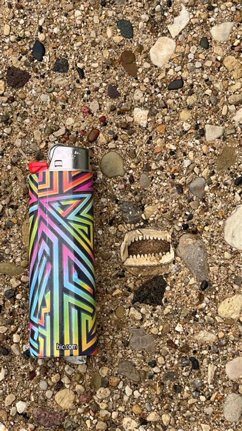 Crinoid Fossil R Fossilid