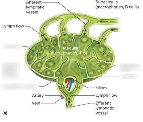 Lymph Node Diagram Quizlet