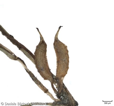 Zannichellia Palustris šejdračka Bahenní • Pladias Databáze české
