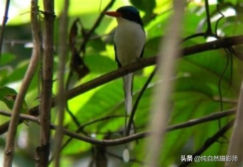普通仙翡翠百科知識中國翠鳥科之一 每日頭條