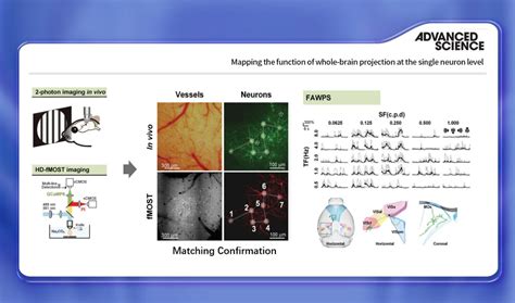 Oe Bio On Linkedin Mapping The Function Of Whole‐brain Projection At