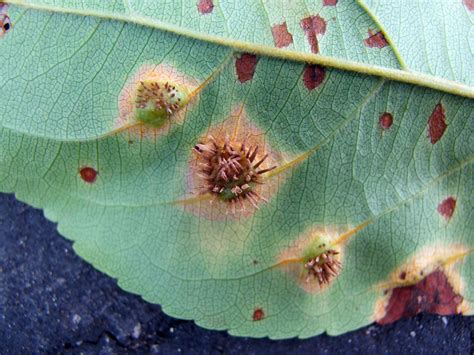 Cedar Apple Rust On Crab Apple Tree Leaves Umass Center For Agriculture Food And The Environment