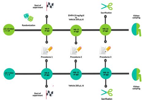 design of the experiment the db db diabetic mice were randomized into