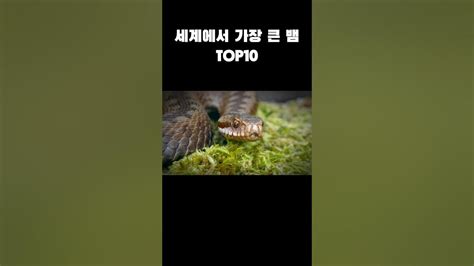 세계에서 가장 큰 뱀 Top10 Youtube