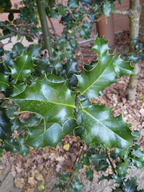 Beautiful Small Holly In The Garden Of A Rural House In Segovia Stock