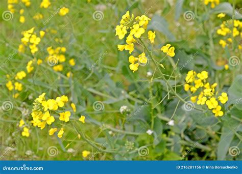 Yellow Inflorescences Of Field Cabbage Brassica Campestris L Stock