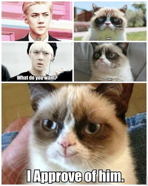 Lol Grumpy Funny Grumpy Cat Memes Grumpy Cat Meme Grumpy Cat