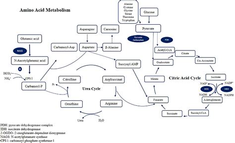 Figure 2 From Pseudodendritic Keratitis In Citrullinemia A Report Of