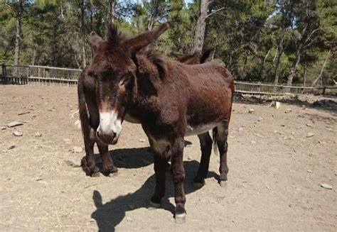 Animad Oc L Ne Catalan Symbole En Cours De Reconnaissance Dis