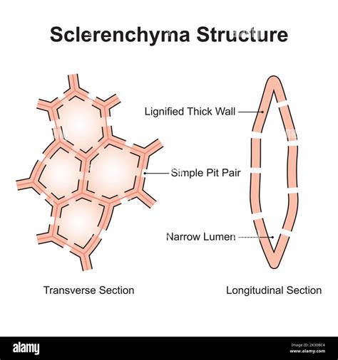Collenchyma Tissue Labeled