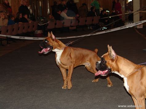 Немецкий боксёр - Фото - страница 2 на SOBAKA.LV