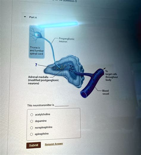 Part A Thoracic And Lumbar Spinal Cord Adrenal Medulla Modified Postganglionic Neurons