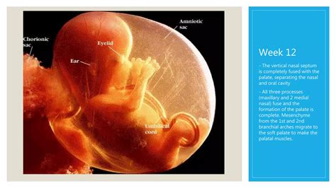 Embryology Timeline Pptx