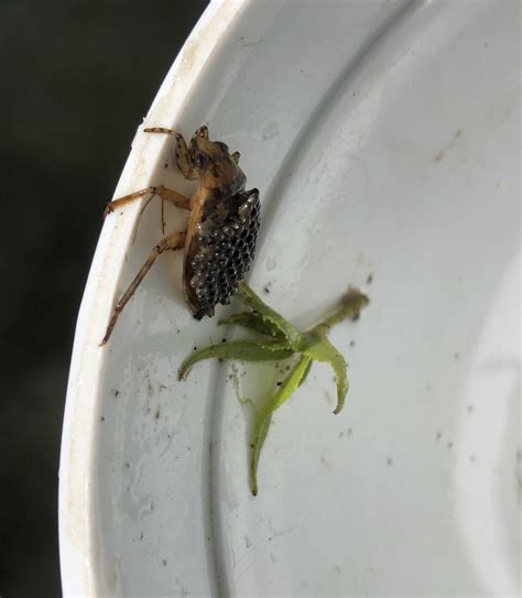 Water Bug Eggs On Back