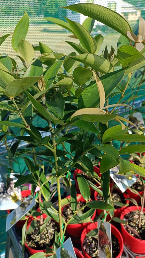 Qld Kauri Pine Green And Gold Natives