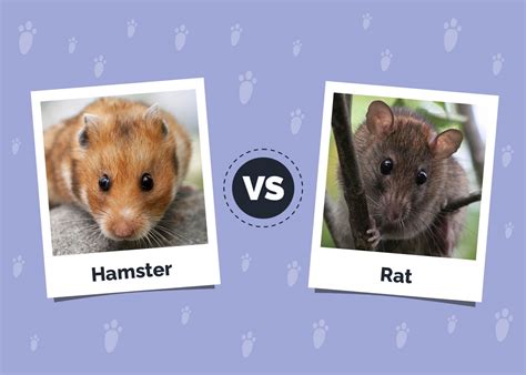 Hamsters Vs Rats Main Differences With Pictures Hepper