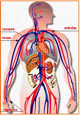 Cuidar Y Conocer Mi Cuerpo Aparato Circulatorio
