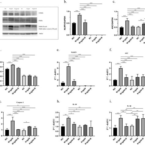 Probiotics Could Improve The Structure Of The Intestinal Flora In Mice Download Scientific