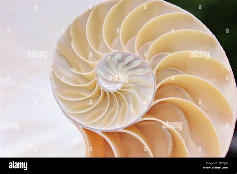 Spiral Shells Fibonacci