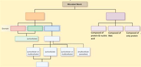 Module Ch Humans And The Microbial World Diagram Quizlet