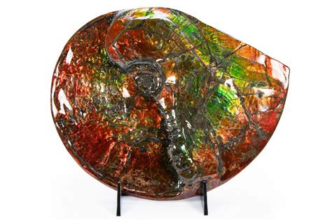 108 Ammonite Fossil With Mosasaur Bite Marks Precious Ammolite 311334 For Sale