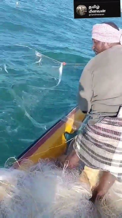 வாழை மின் பிடிக்கும் வீடியோ 🦈தமிழ் மீனவன் 🦈🦈🦈 Youtube