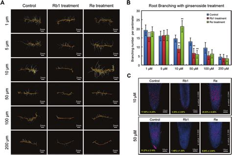 Characteristics Of Cultured Adventitious Roots Of P Ginseng Upon
