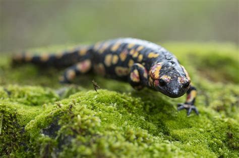 Salamandra Común Salamandra Salamandra Gallaica Fire S Flickr