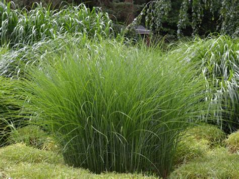 Maiden Grass Gracillimus Care Learn How To Grow Gracillimus Maiden Grass