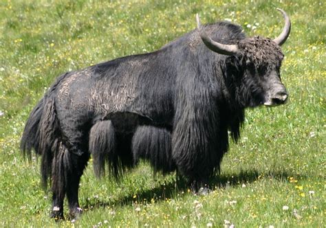 Yak Wild Life World