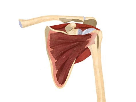 Subscapularis Stretch