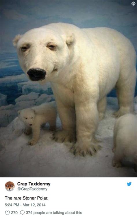 Taxidermy Fails 28 Pics